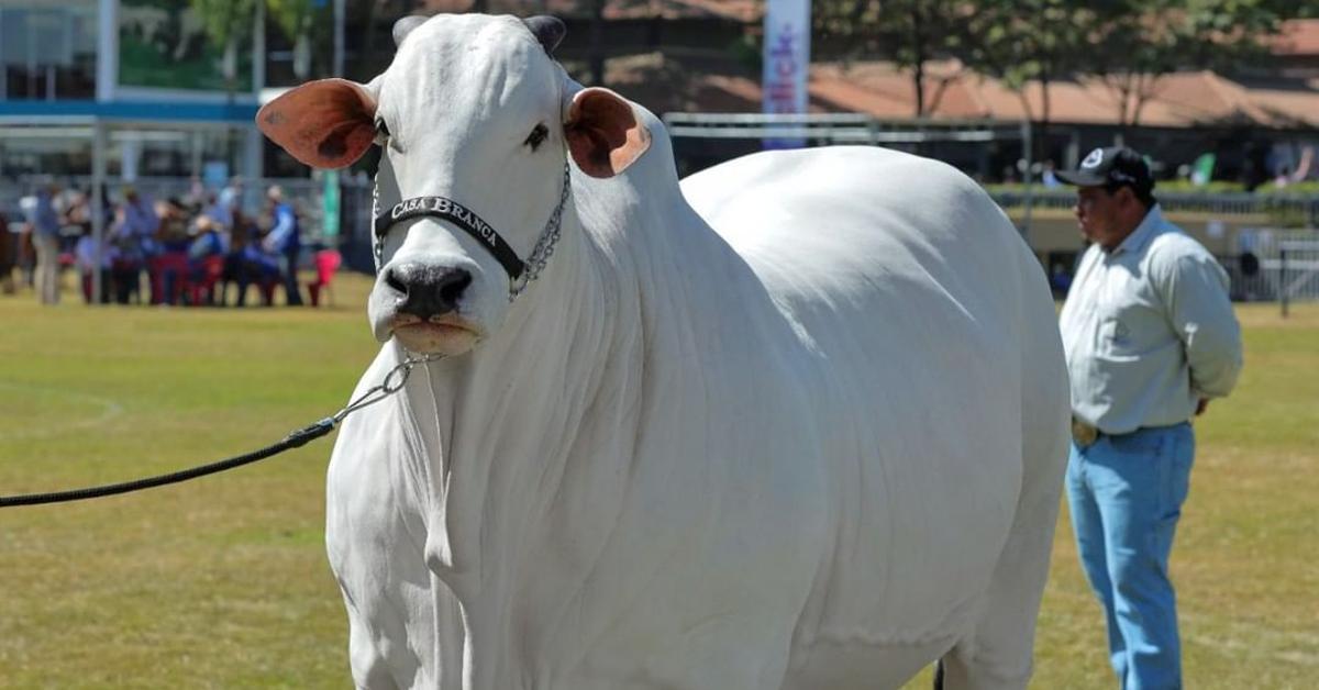 A la Ubre Blanca de Fidel Castro le salió una competidora de más de una ...