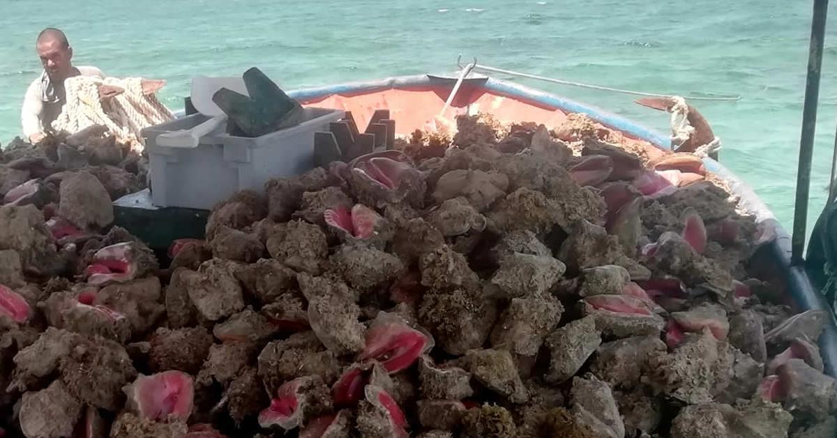 La captura del caracol de mar es uno de los pocos éxitos de la pesca en ...