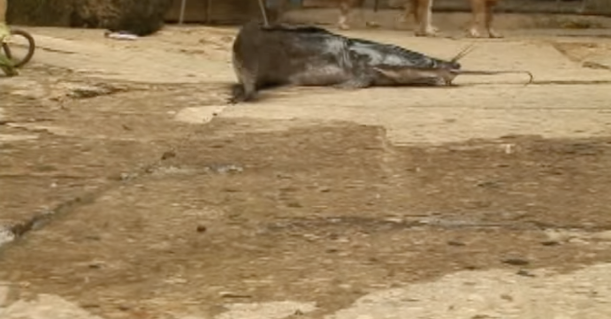 De donde crían la claria