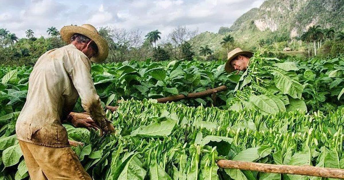 Pinar del Río: Los apagones causan la pérdida de 400 hectáreas de tabaco